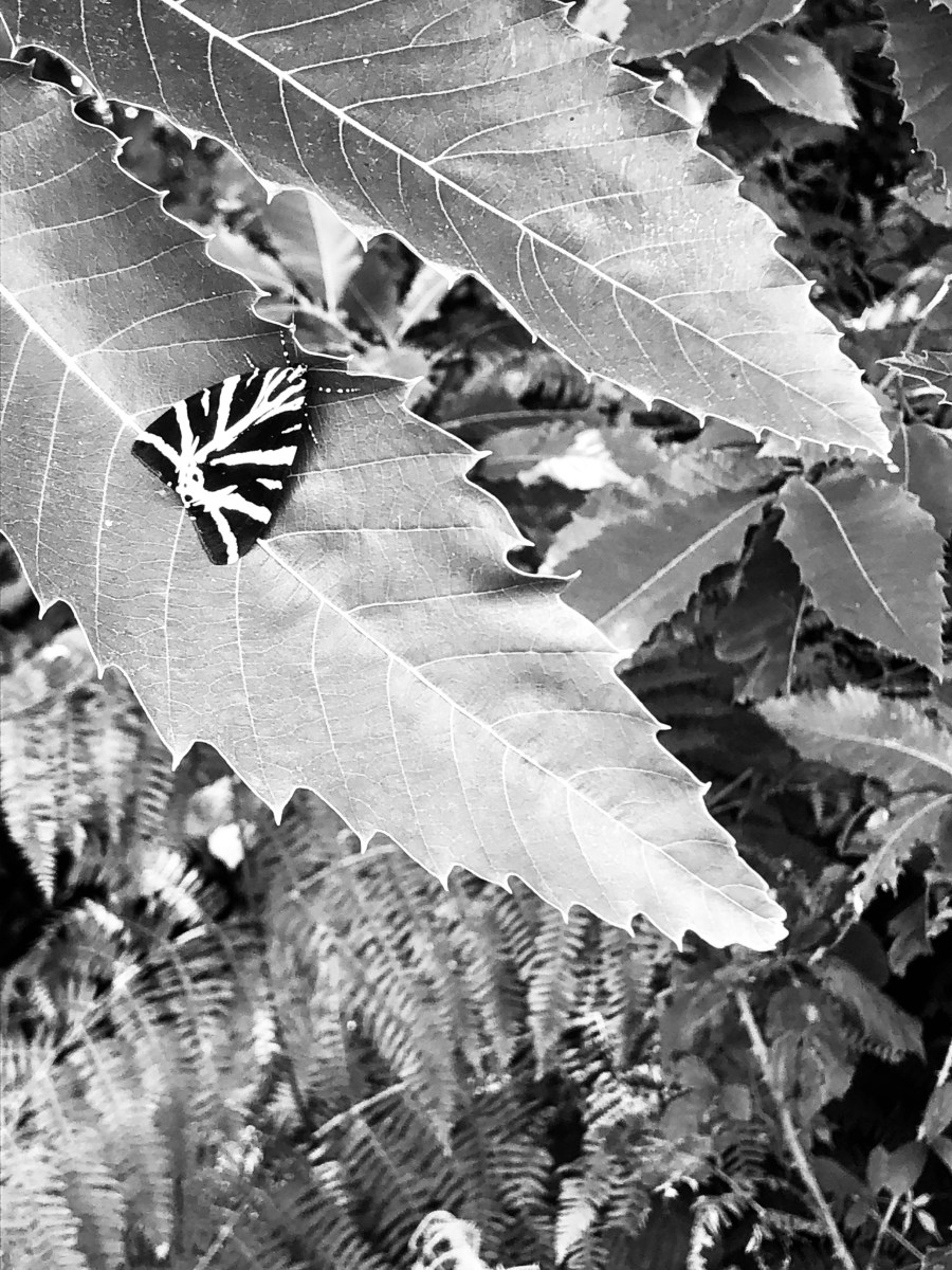 The Chestnut Tree – Under 1000 days